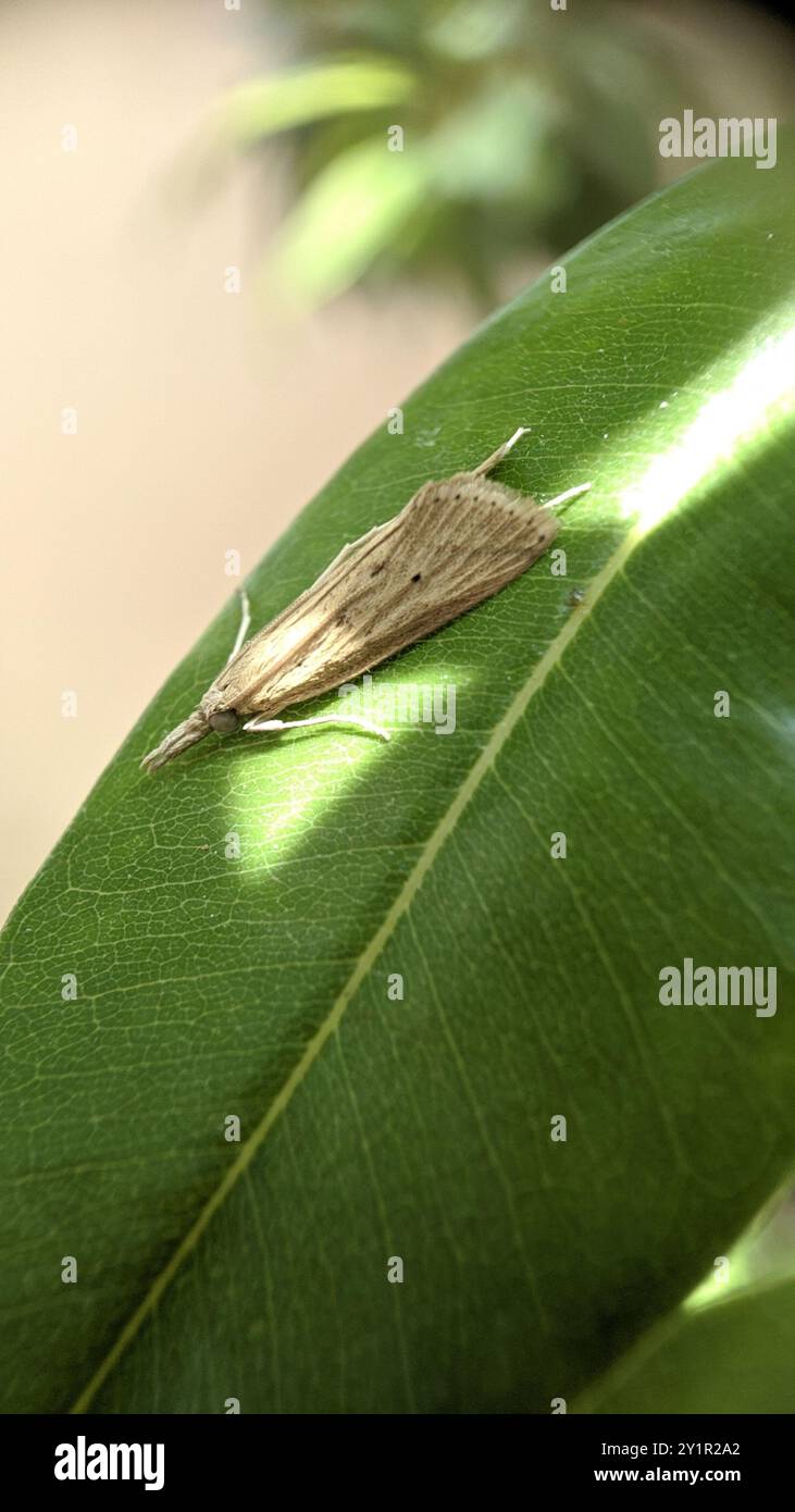 Rice Yellow Stem Borer (Scirpophaga incertulas) Insecta Stock Photo - Alamy