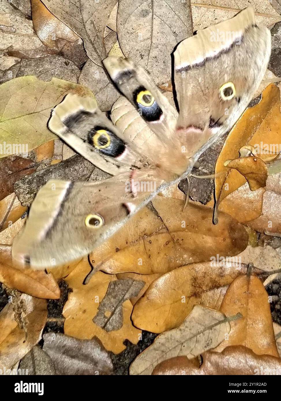 Polyphemus Moth (Antheraea polyphemus) Insecta Stock Photo - Alamy