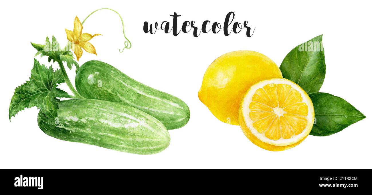Botanical illustration of cucumber hi-res stock photography and images ...