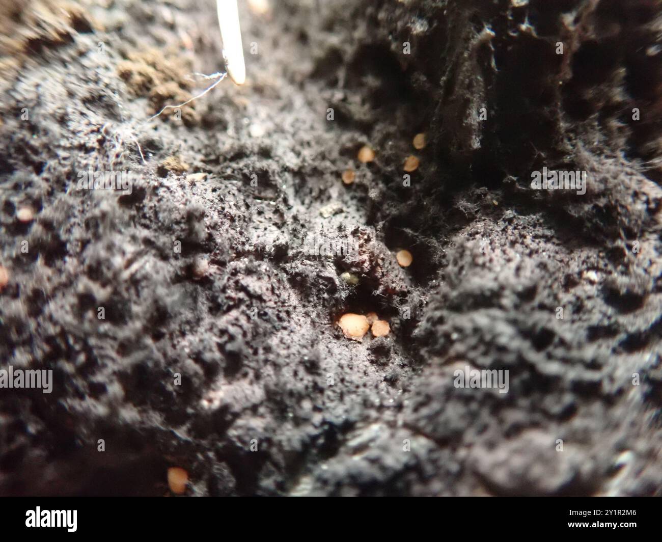 (Zythia resinae) Fungi Stock Photo - Alamy