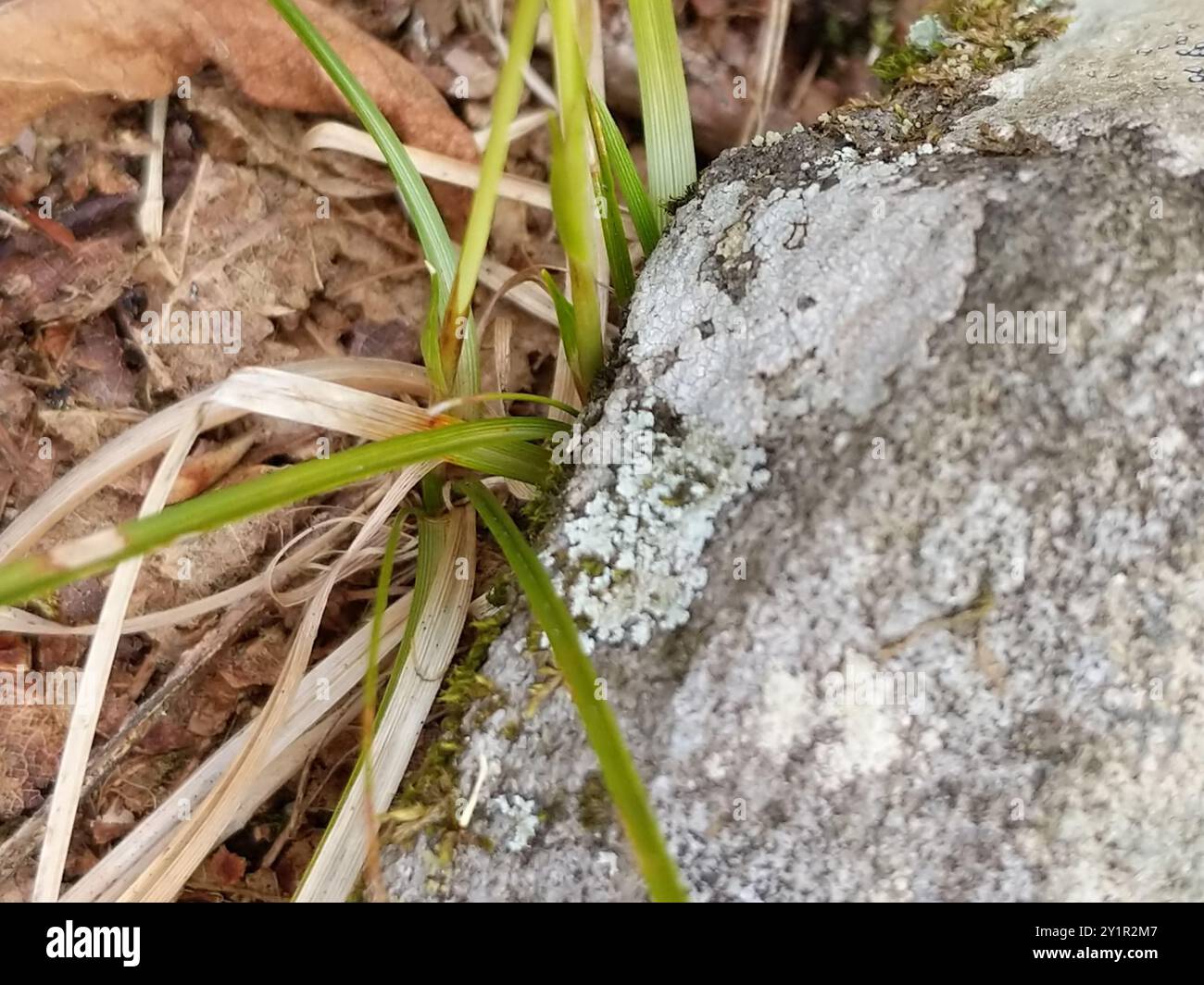 Pennsylvania sedge (Carex pensylvanica) Plantae Stock Photo - Alamy