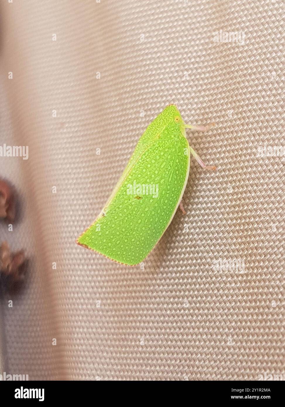 Torpedo Bug (Siphanta acuta) Insecta Stock Photo - Alamy