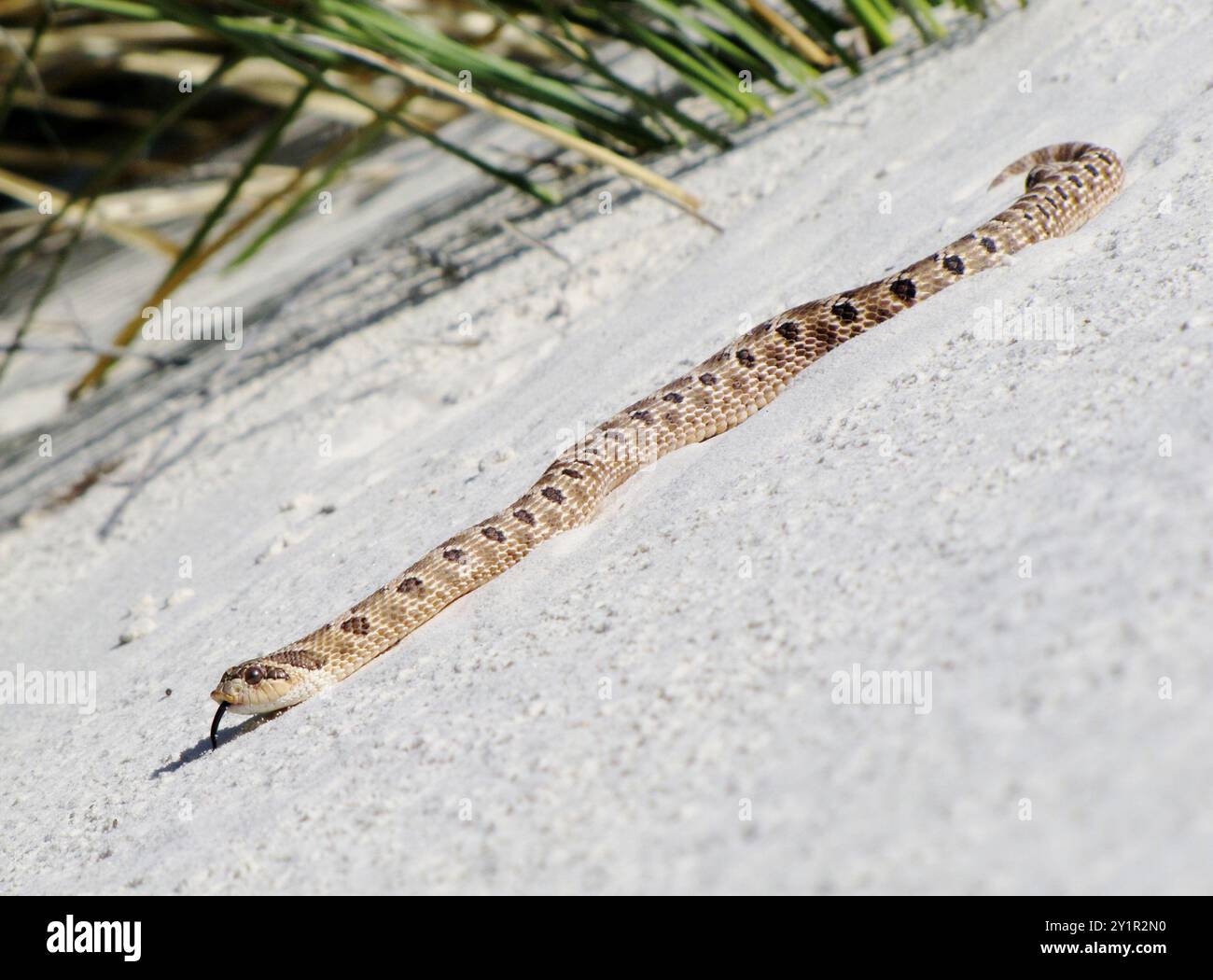 Plains Hognose Snake (Heterodon nasicus) Reptilia Stock Photo - Alamy