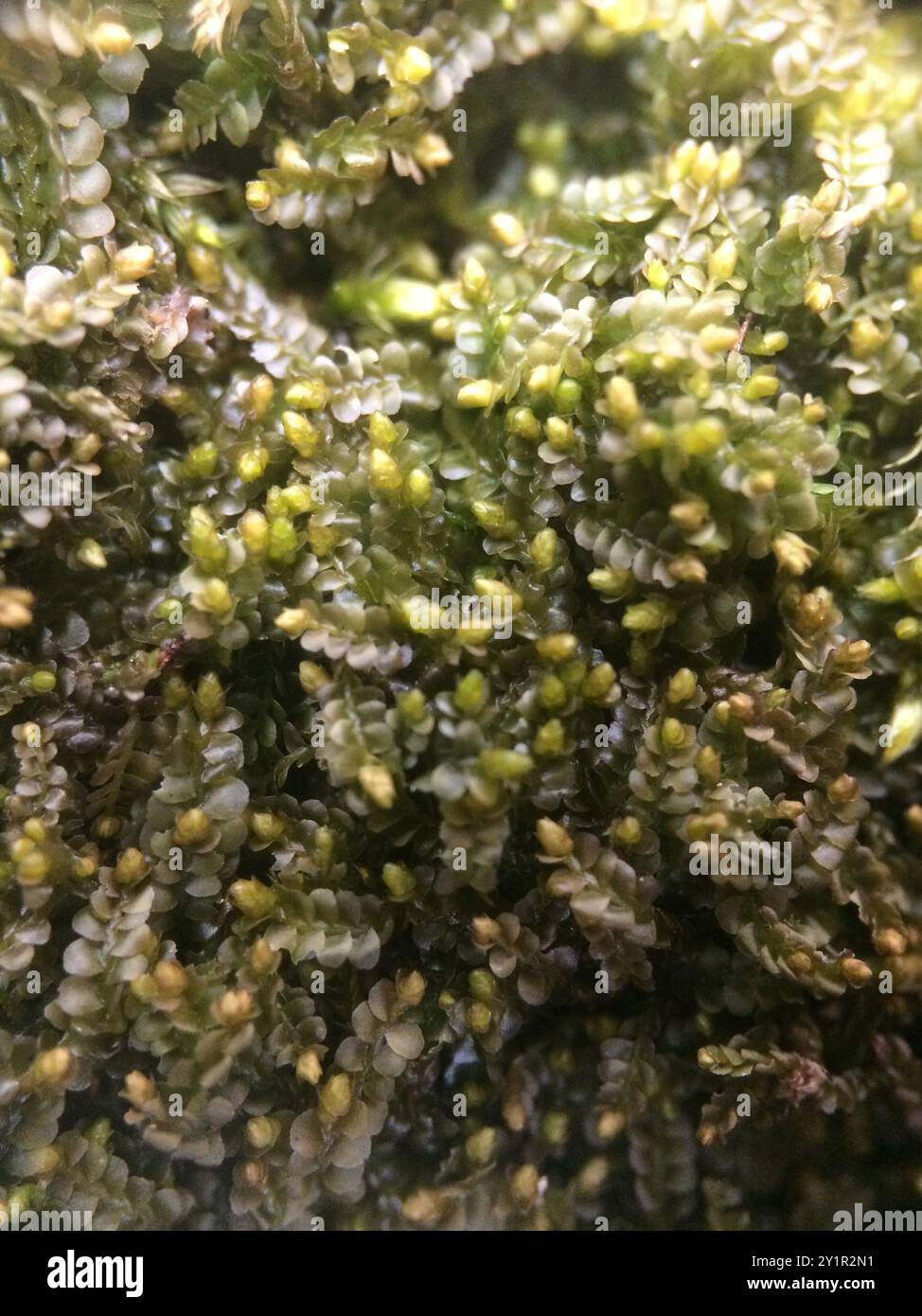leafy and simple thalloid liverworts (Jungermanniopsida) Plantae Stock ...