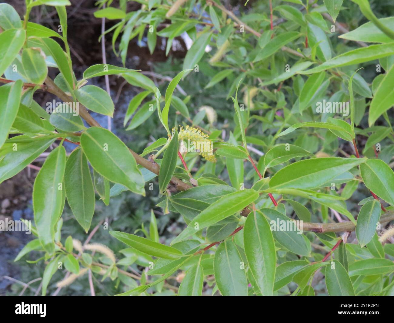 Laurel willow (Salix pentandra) Plantae Stock Photo - Alamy