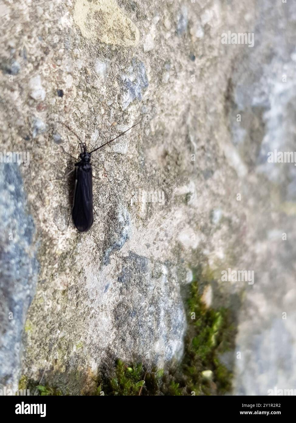 Little Black Caddisflies (Chimarra) Insecta Stock Photo - Alamy