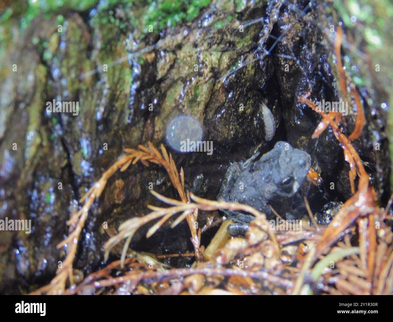 Cane Toad (Rhinella marina) Amphibia Stock Photo - Alamy