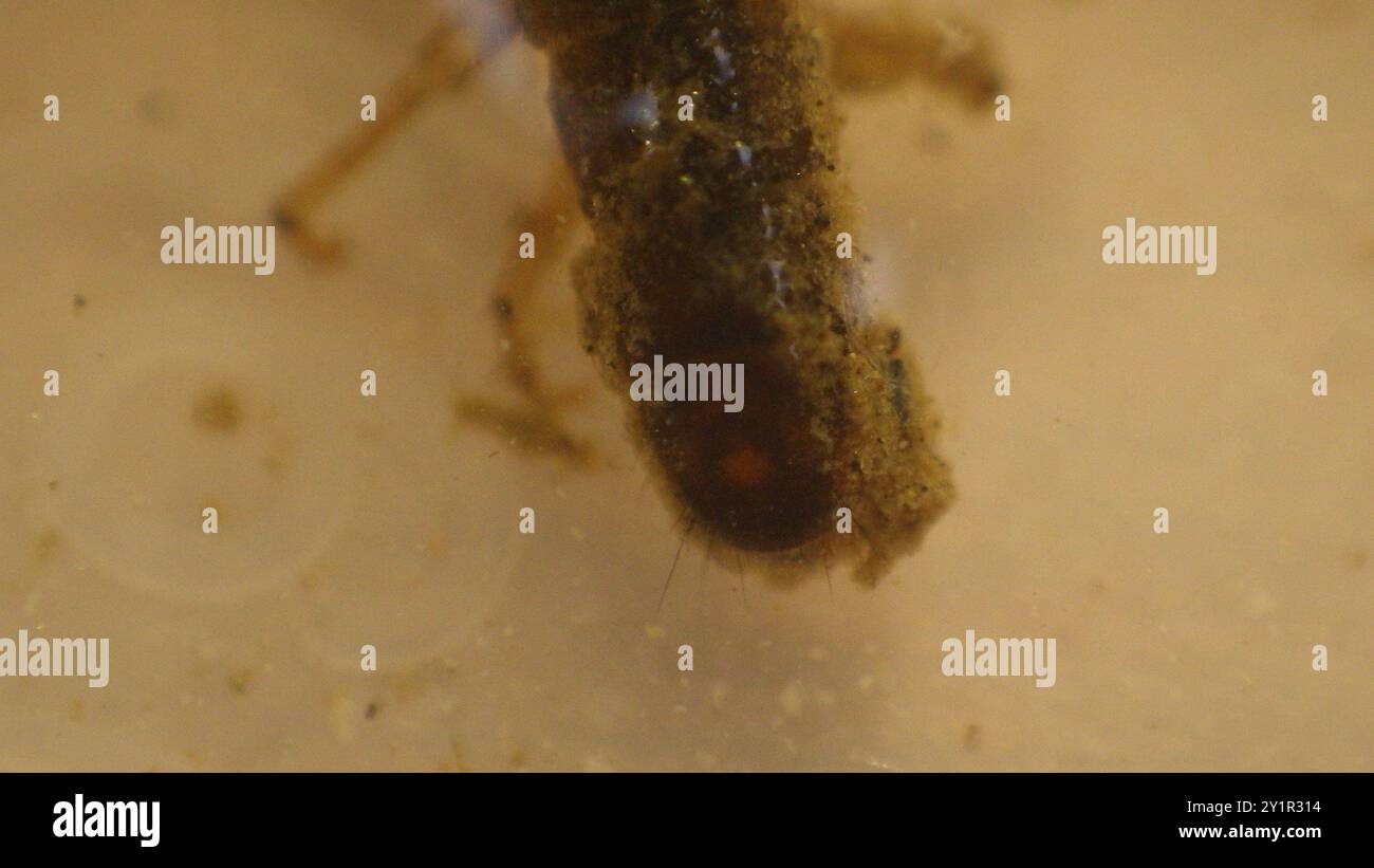 Net-spinning Caddisflies (Hydropsychidae) Insecta Stock Photo - Alamy