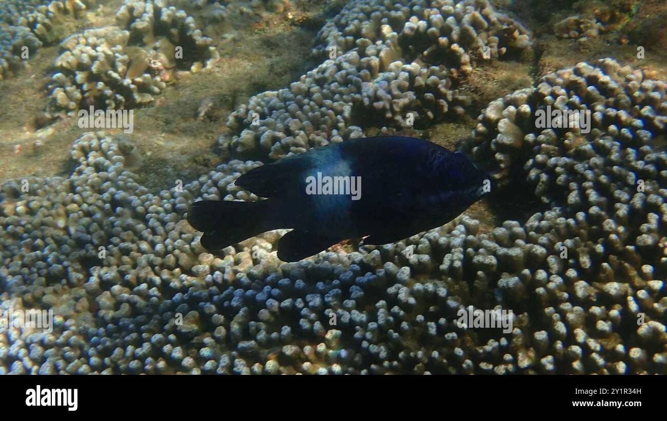 Dusky Gregory (Stegastes nigricans) Actinopterygii Stock Photo - Alamy