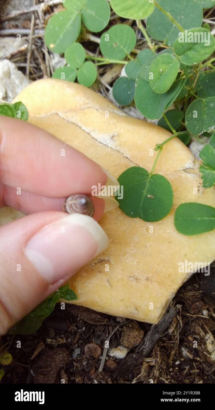 West Indian Bulimulus (Bulimulus guadalupensis) Mollusca Stock Photo ...