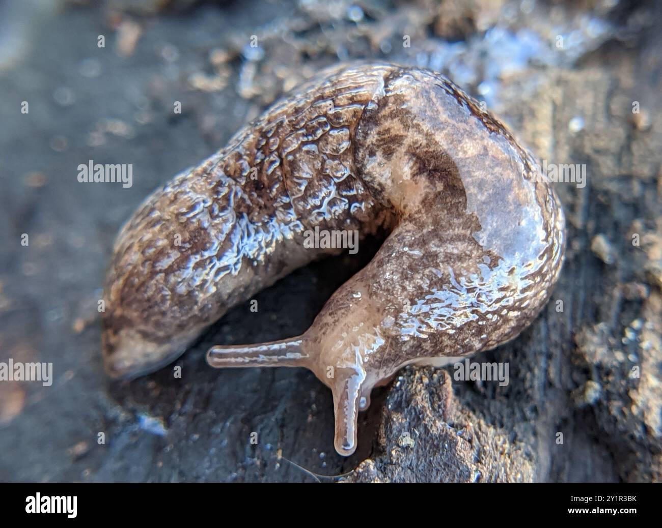 Milky Slug (Deroceras reticulatum) Mollusca Stock Photo - Alamy