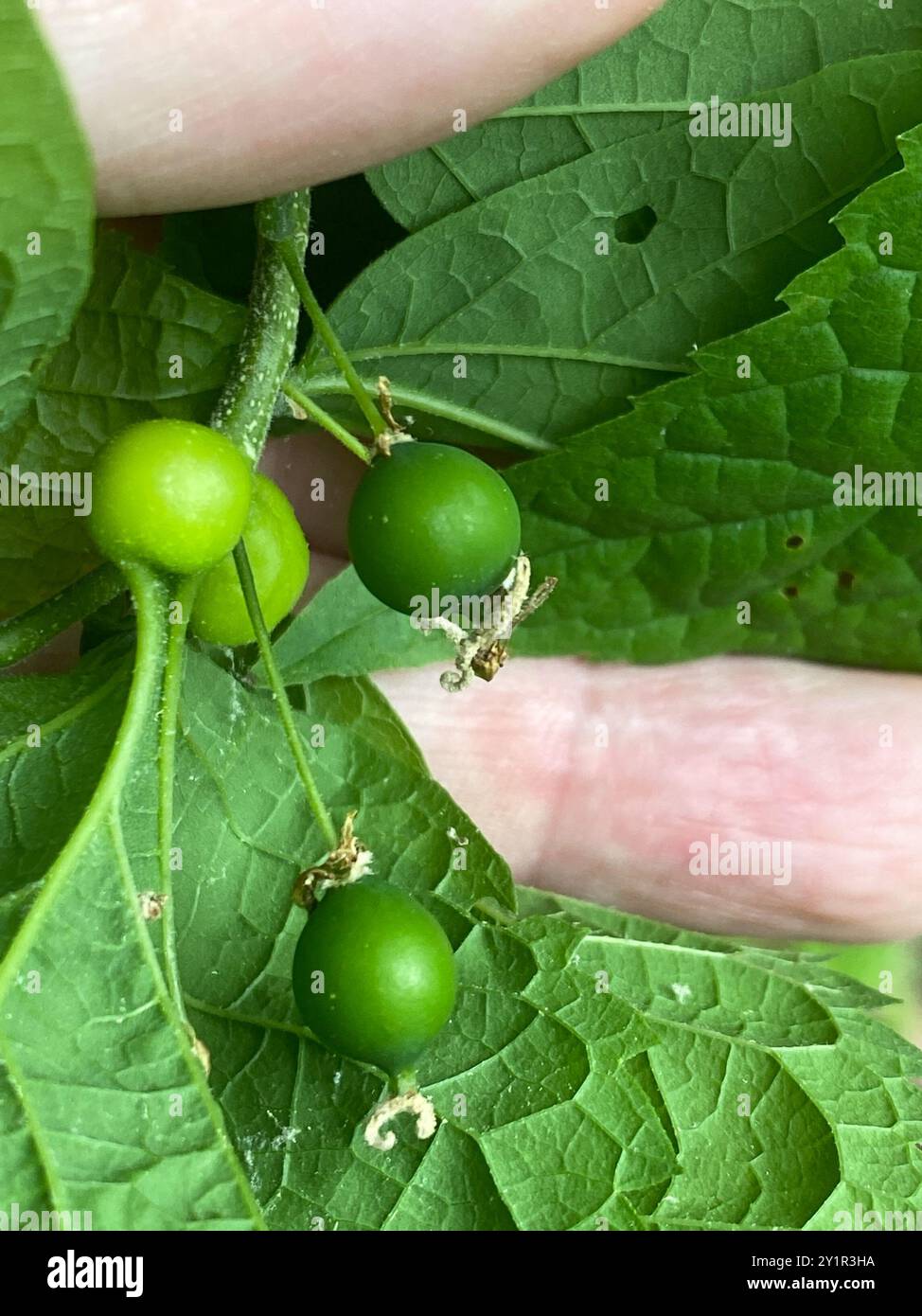 Dwarf Hackberry (Celtis tenuifolia) Plantae Stock Photo - Alamy