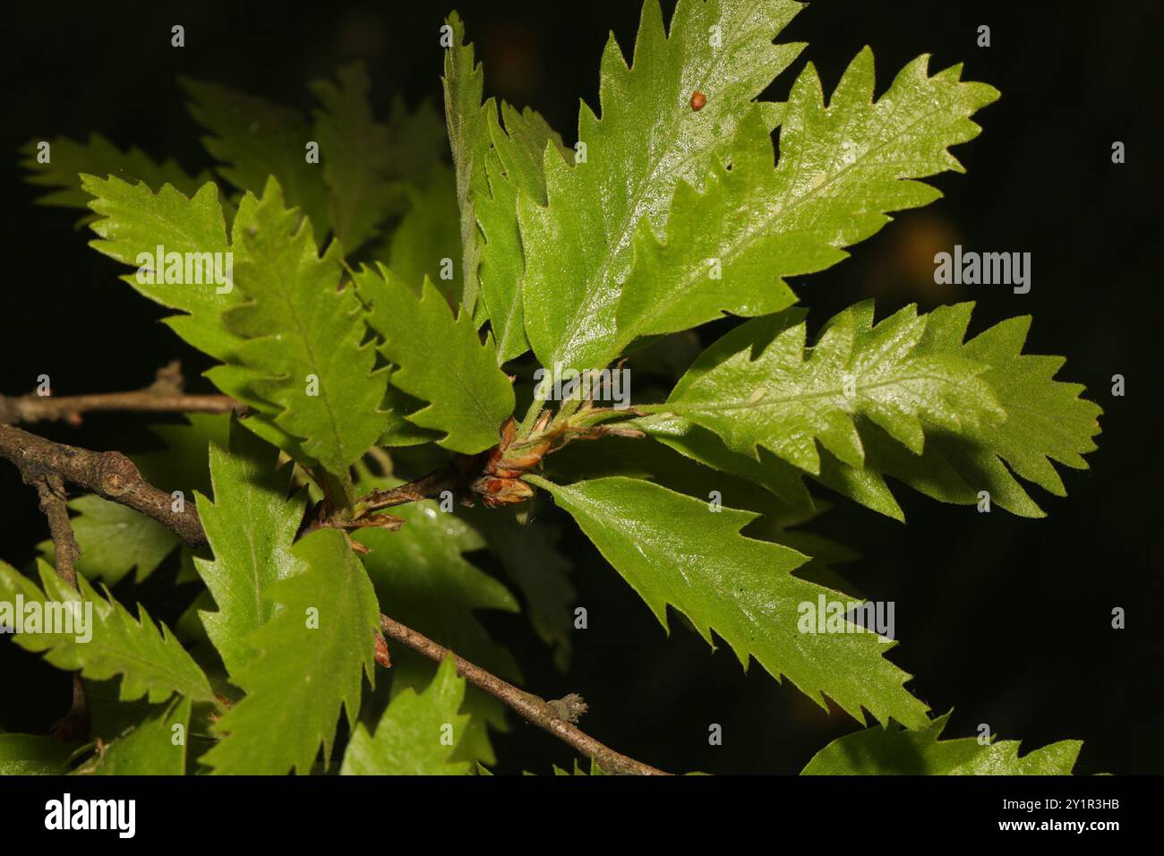 Turkey Oak (Quercus cerris) Plantae Stock Photo - Alamy