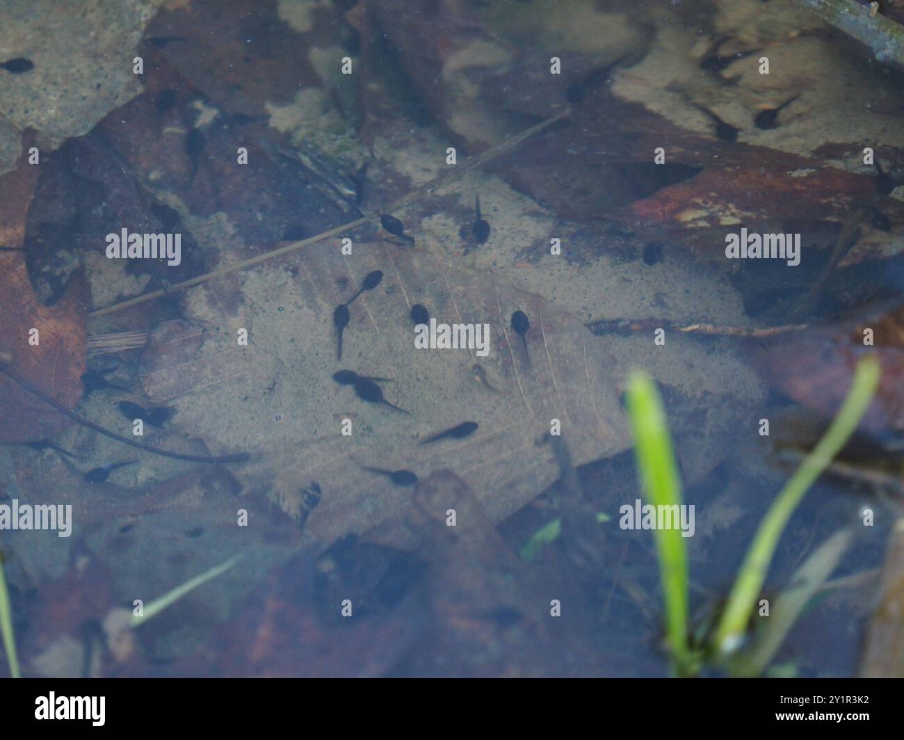 Eastern American Toad (Anaxyrus americanus americanus) Amphibia Stock ...