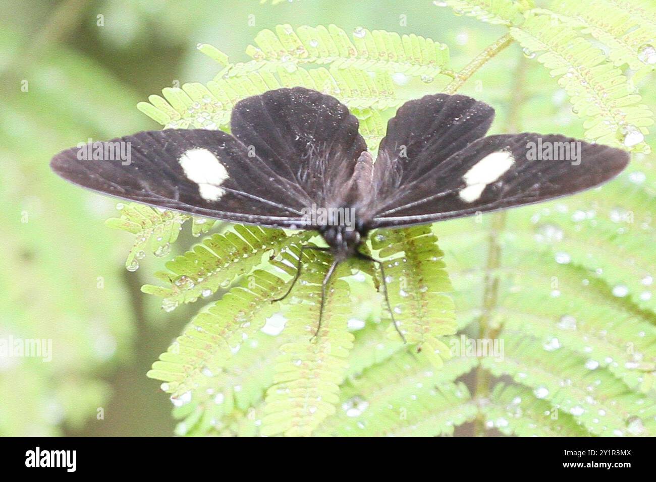 cattleheart white (Archonias brassolis) Insecta Stock Photo - Alamy