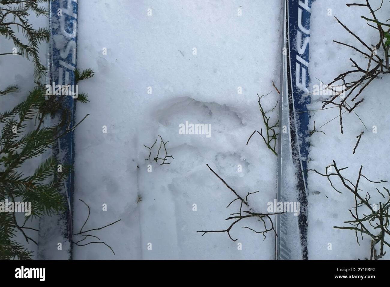 Even-toed Ungulates and Cetaceans (Artiodactyla) Mammalia Stock Photo ...