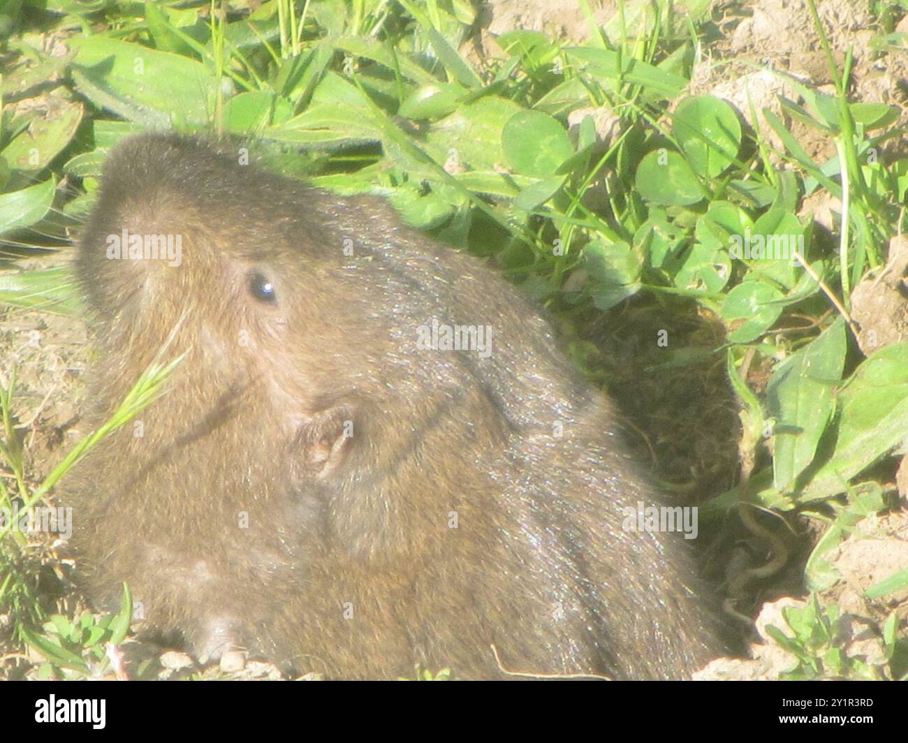 Camas Pocket Gopher (Thomomys bulbivorus) Mammalia Stock Photo - Alamy
