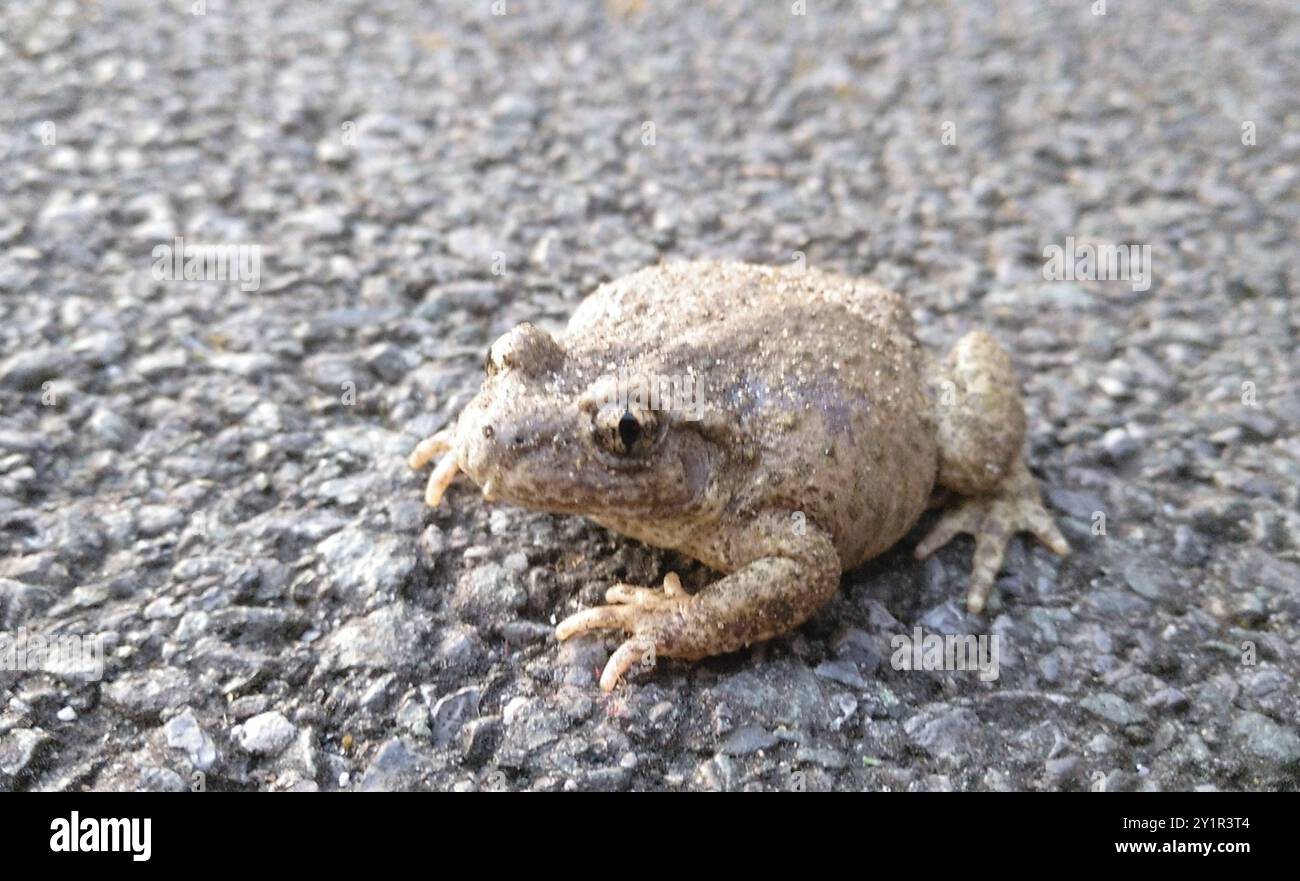 Common Midwife Toad (Alytes obstetricans) Amphibia Stock Photo - Alamy