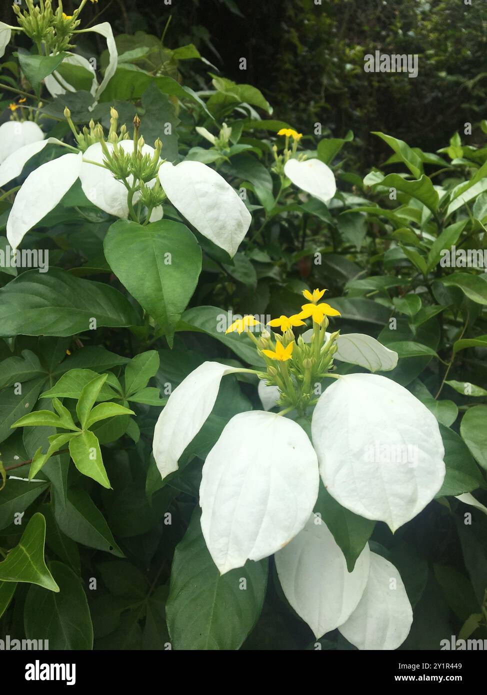 Splash-of-white (Mussaenda pubescens) Plantae Stock Photo - Alamy