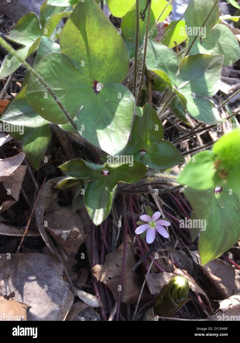 sharp-lobed hepatica (Hepatica acutiloba) Plantae Stock Photo - Alamy