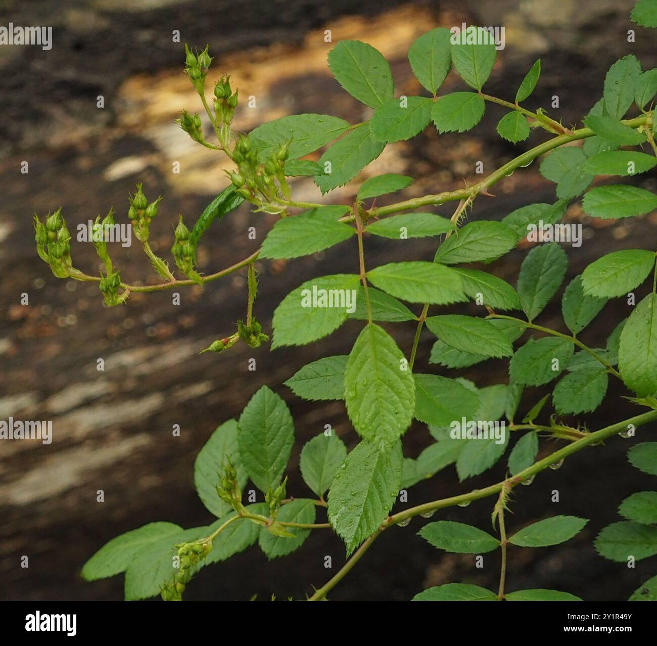 multiflora rose (Rosa multiflora) Plantae Stock Photo - Alamy