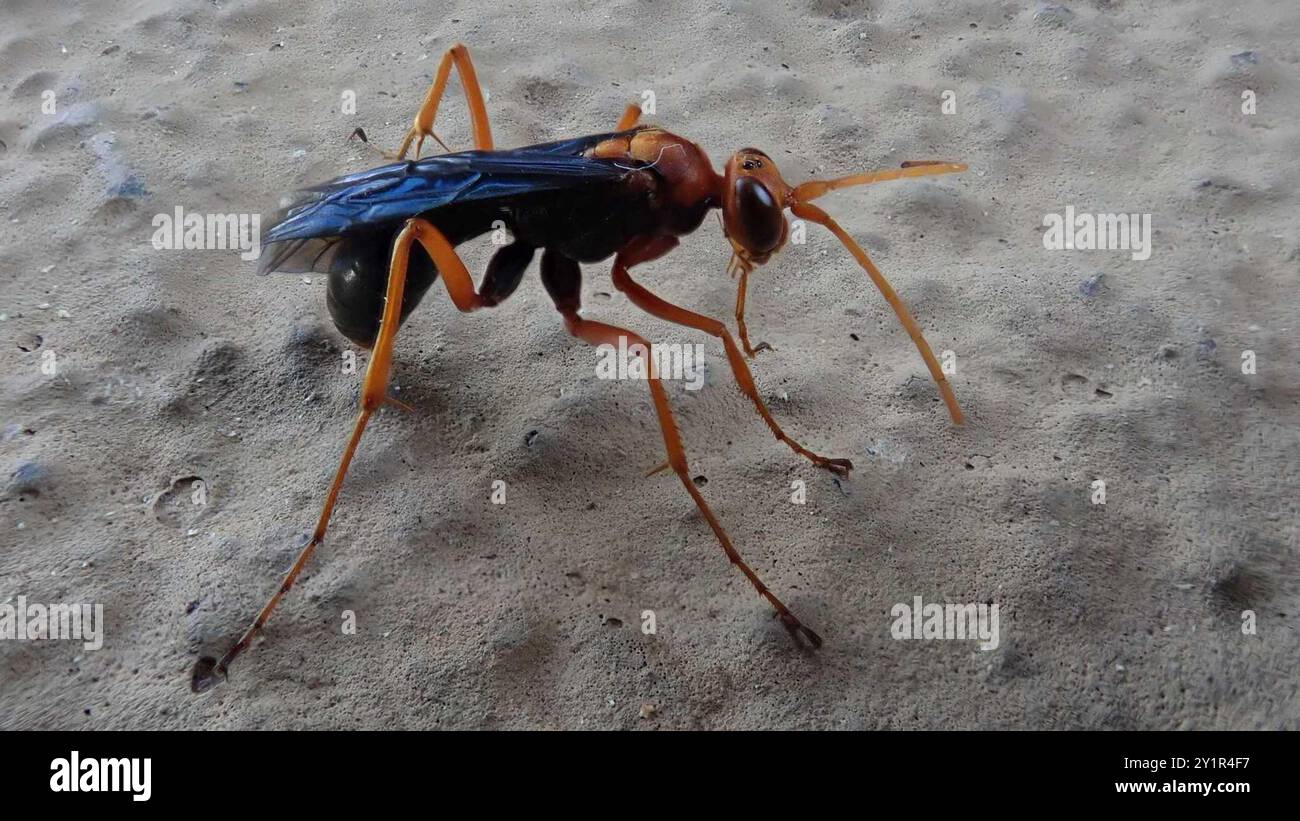 Spider Wasps (Pompilidae) Insecta Stock Photo - Alamy