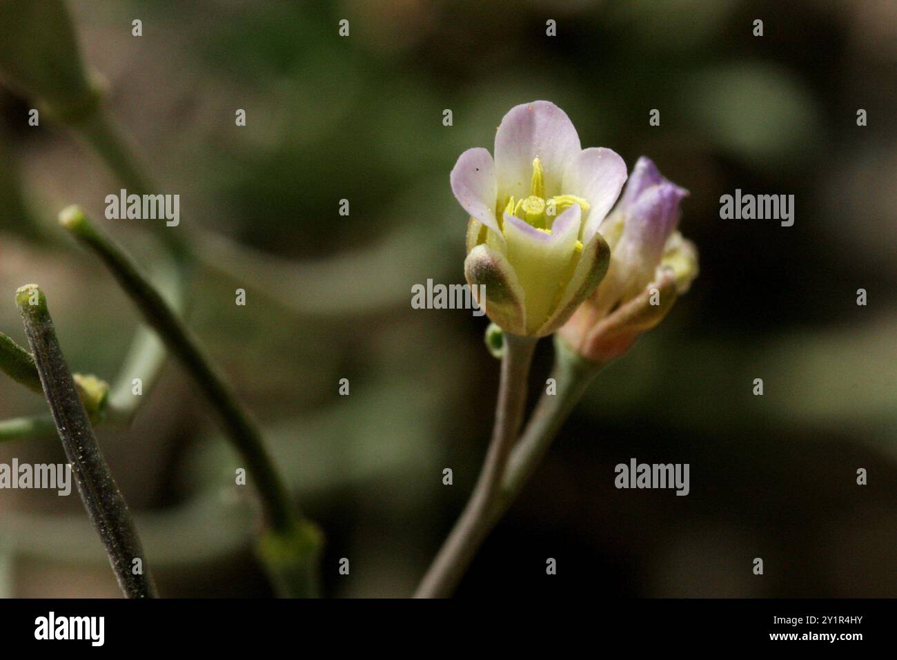 Howell's rockcress (Boechera howellii) Plantae Stock Photo - Alamy