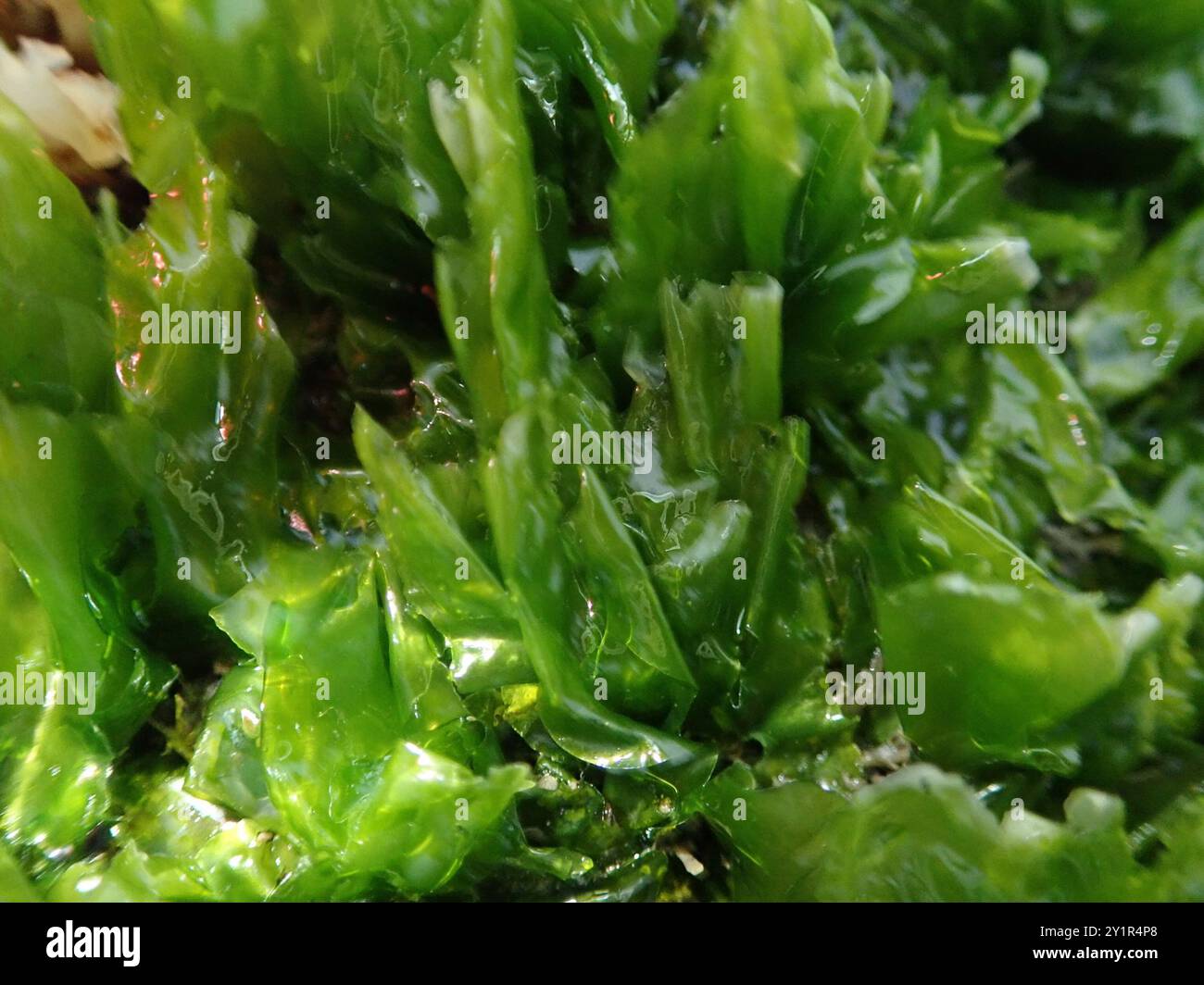 Broadleaf Sea Lettuce (Ulva lactuca) Plantae Stock Photo - Alamy