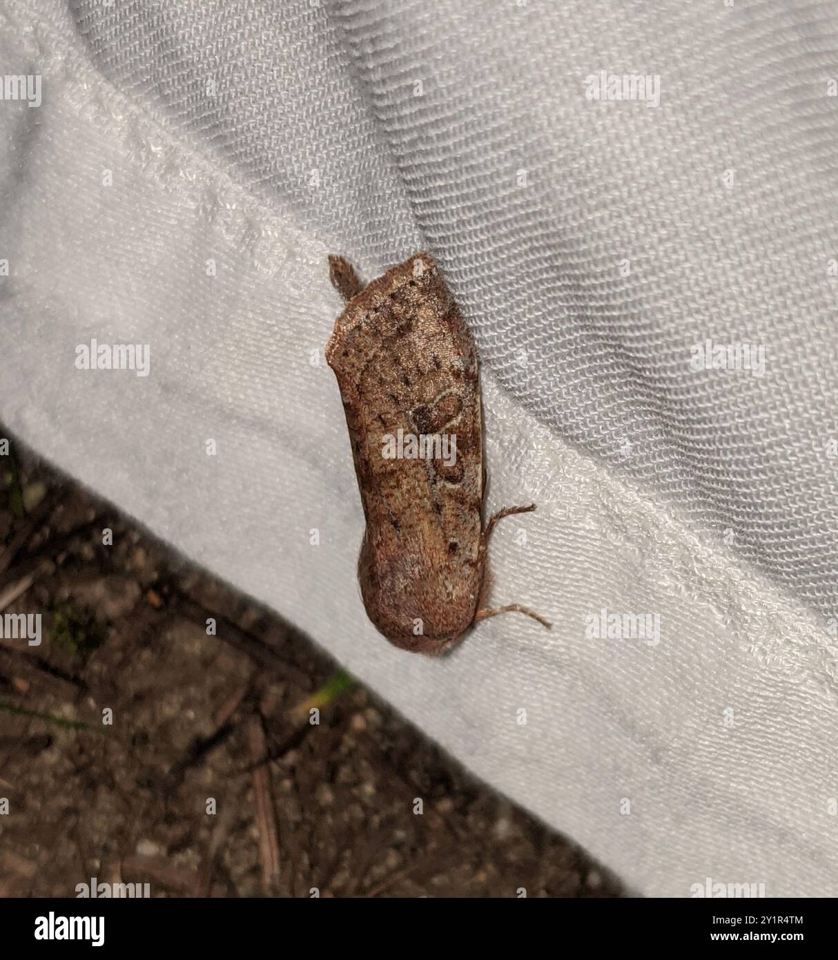 Speckled Green Fruitworm Moth (Orthosia hibisci) Insecta Stock Photo ...