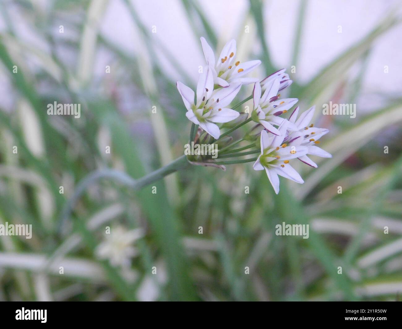 Onion Weed (Nothoscordum gracile) Plantae Stock Photo - Alamy