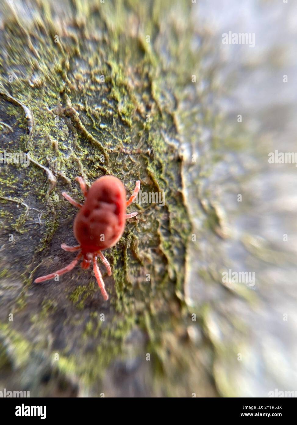 Sumo Mites (Allothrombium) Arachnida Stock Photo - Alamy