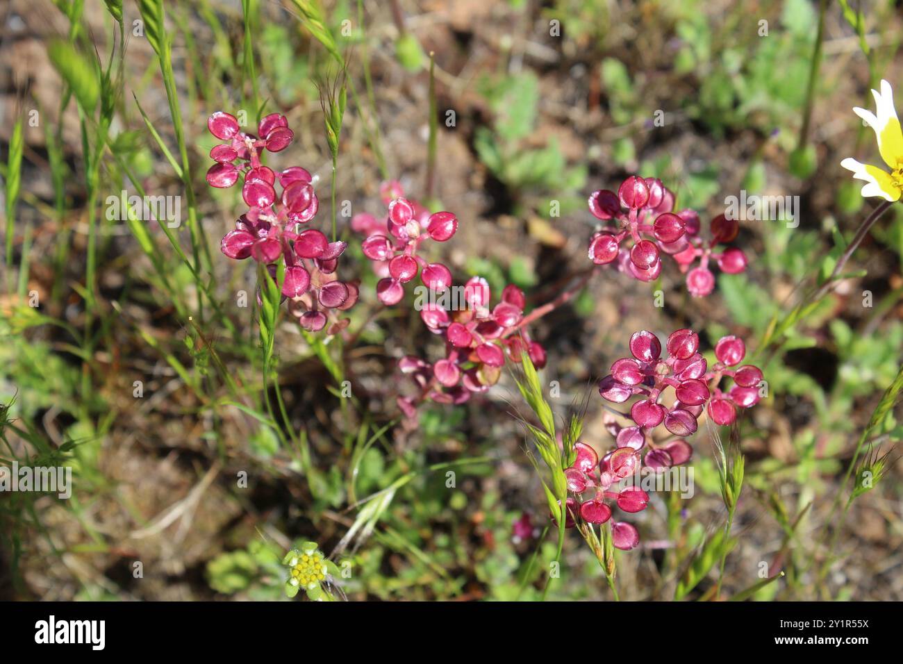 Shining Pepperweed (Lepidium nitidum) Plantae Stock Photo - Alamy