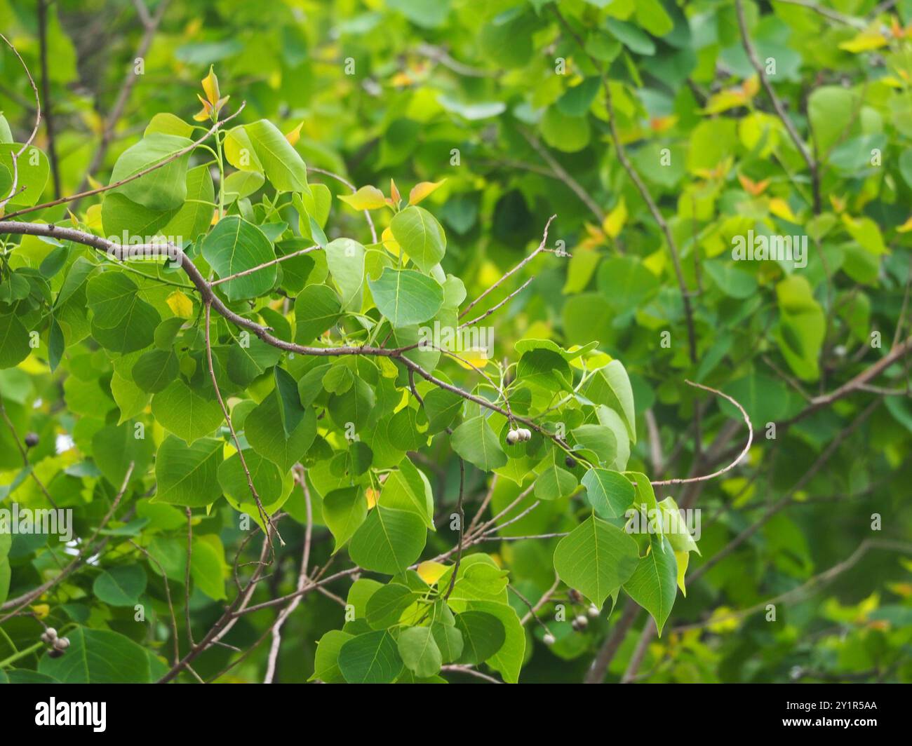 Chinese Tallow (Triadica sebifera) Plantae Stock Photo - Alamy