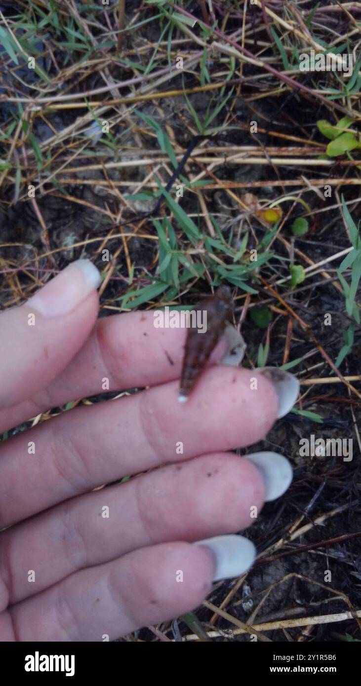 Red-rimmed Melania (Melanoides tuberculata) Mollusca Stock Photo - Alamy