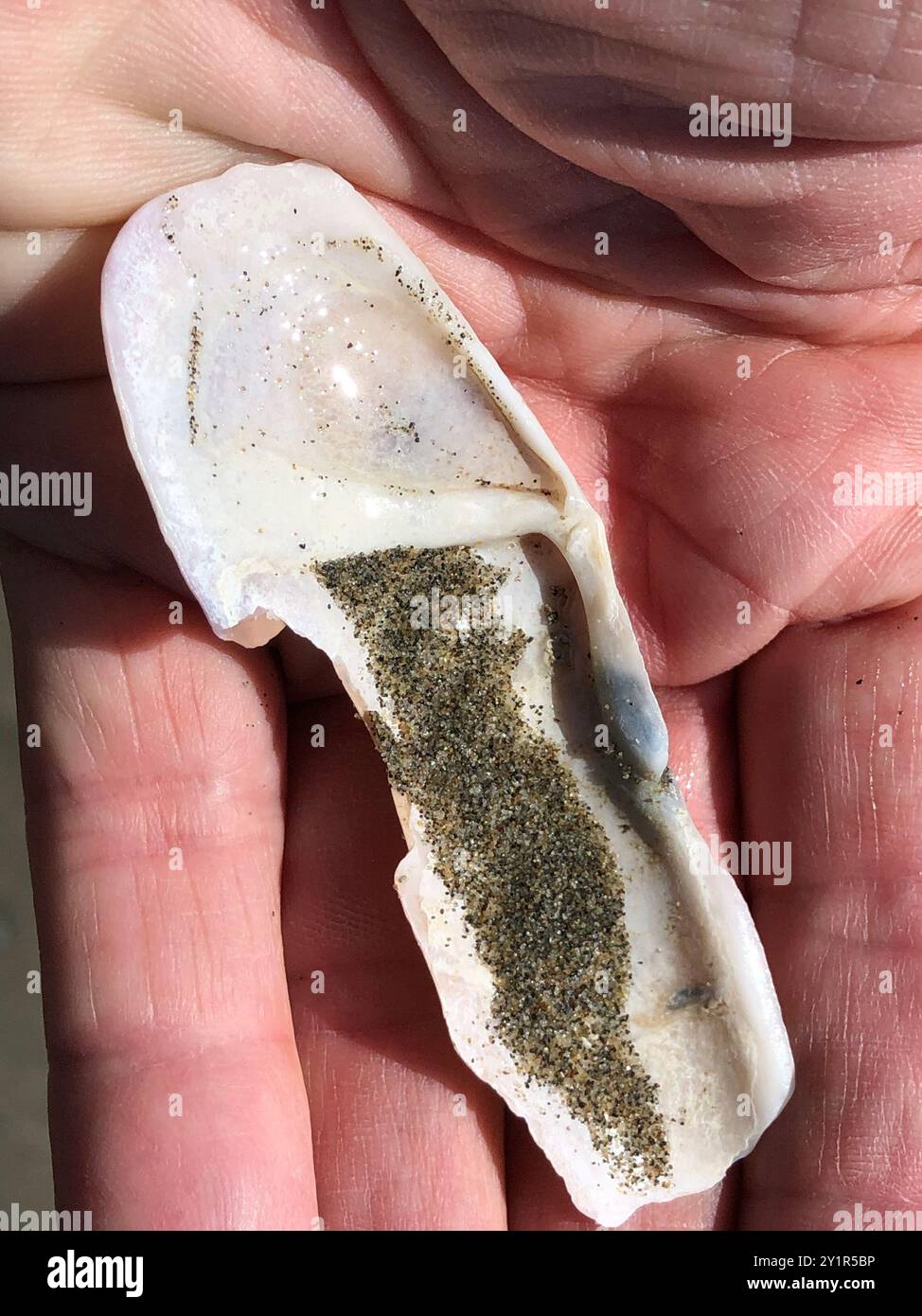 Pacific Razor Clam (Siliqua patula) Mollusca Stock Photo - Alamy