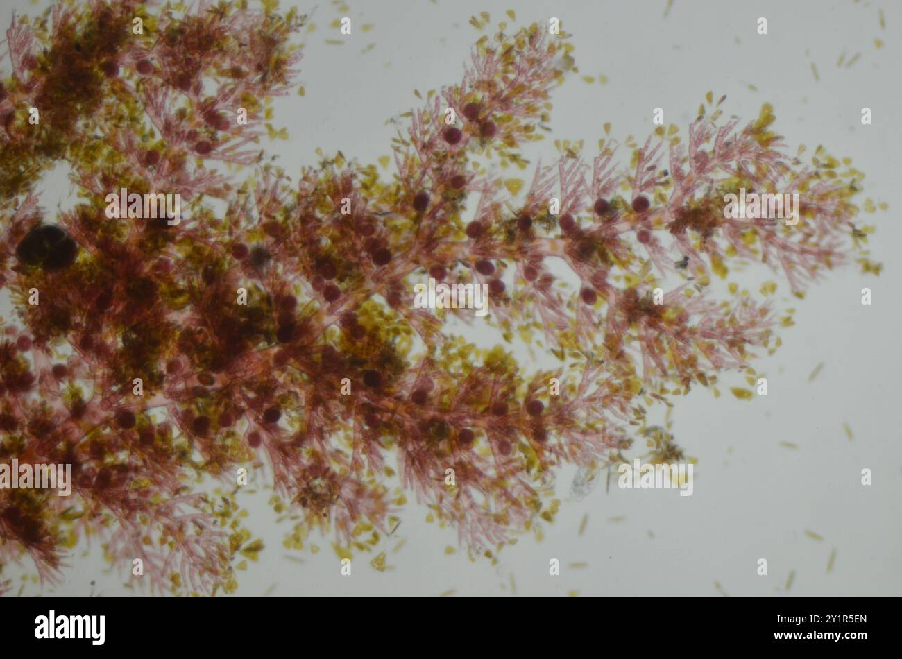 (Pterothamnion pectinatum) Plantae Stock Photo - Alamy