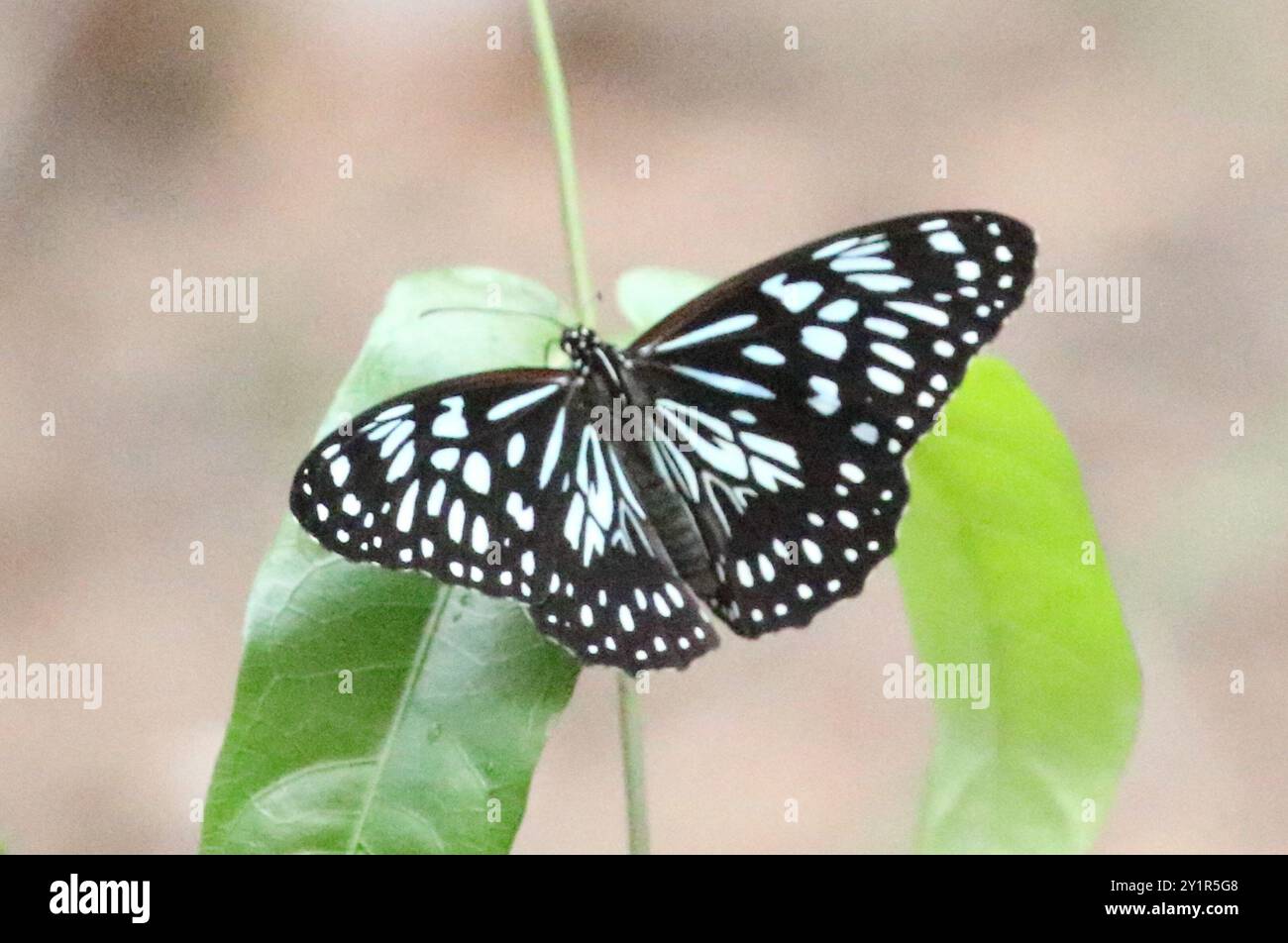 Blue Wanderer (Tirumala hamata) Insecta Stock Photo - Alamy