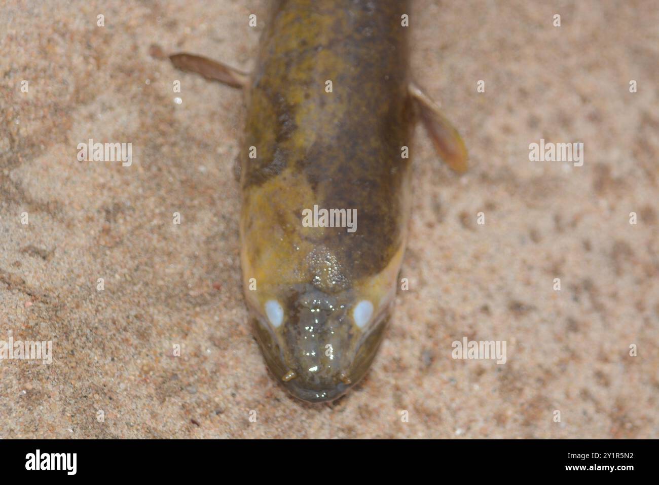 Asian Swamp Eel (Monopterus albus) Actinopterygii Stock Photo - Alamy