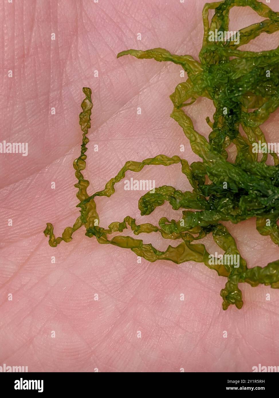 Gutweed (Ulva intestinalis) Plantae Stock Photo - Alamy