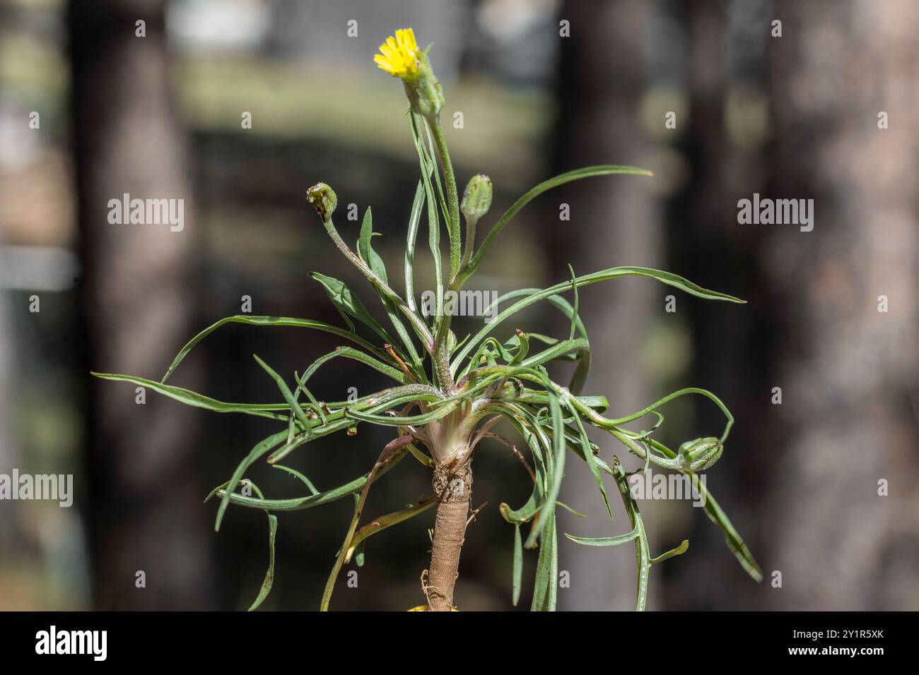 Mediterranean Serpent-root (Scorzonera laciniata) Plantae Stock Photo ...