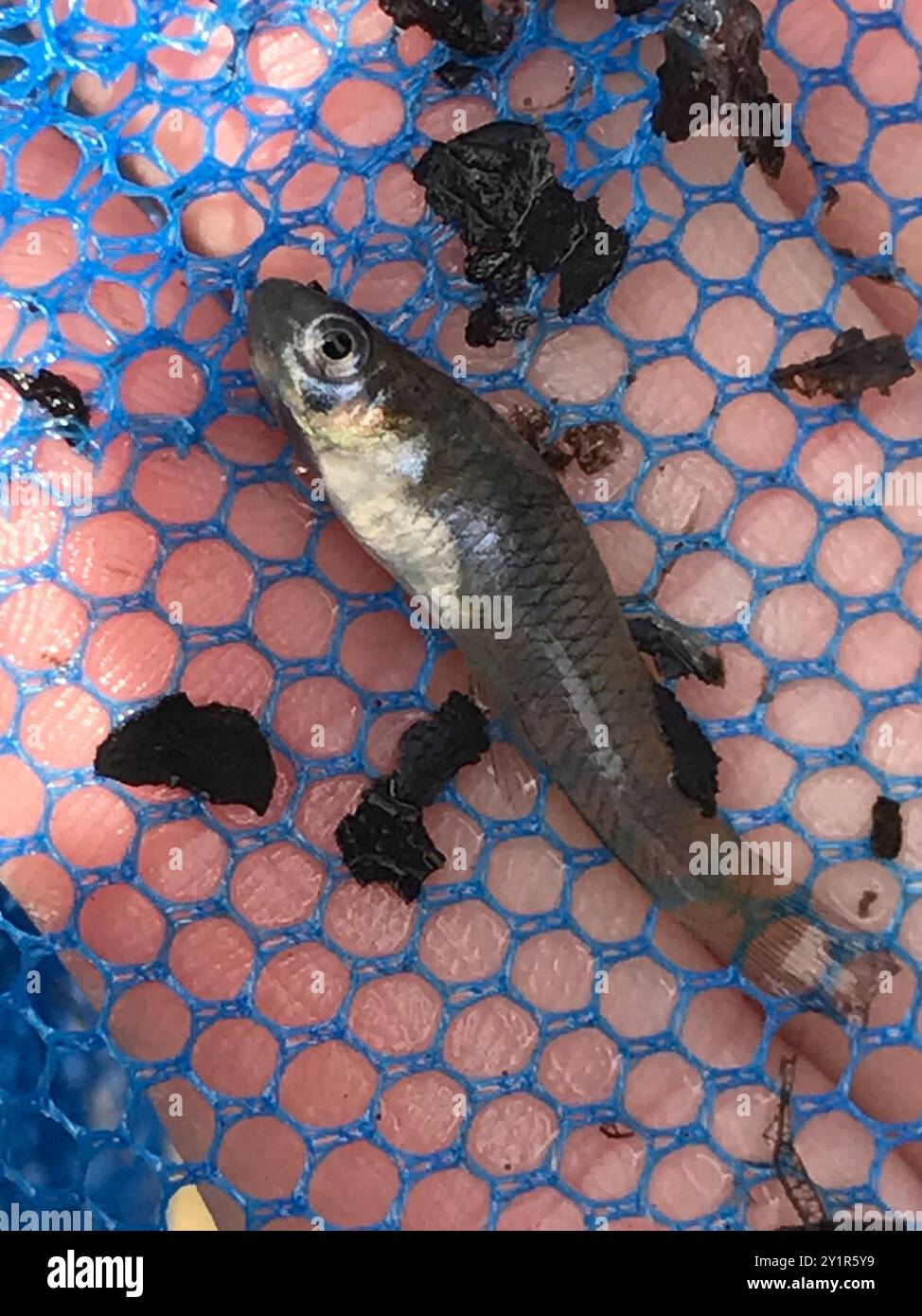 Western Mosquitofish (Gambusia affinis) Actinopterygii Stock Photo - Alamy