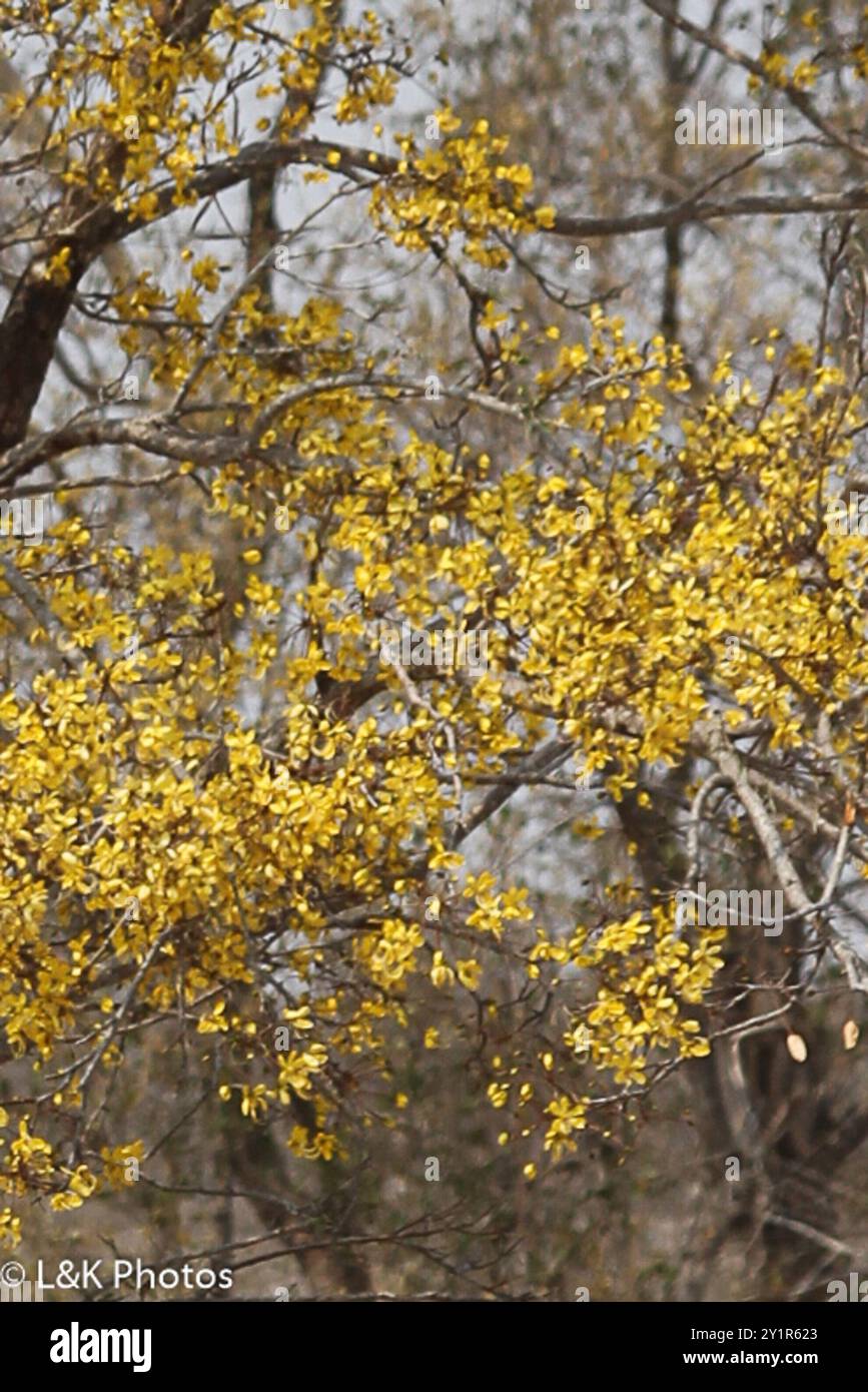 sjambok-pod (Cassia abbreviata) Plantae Stock Photo - Alamy