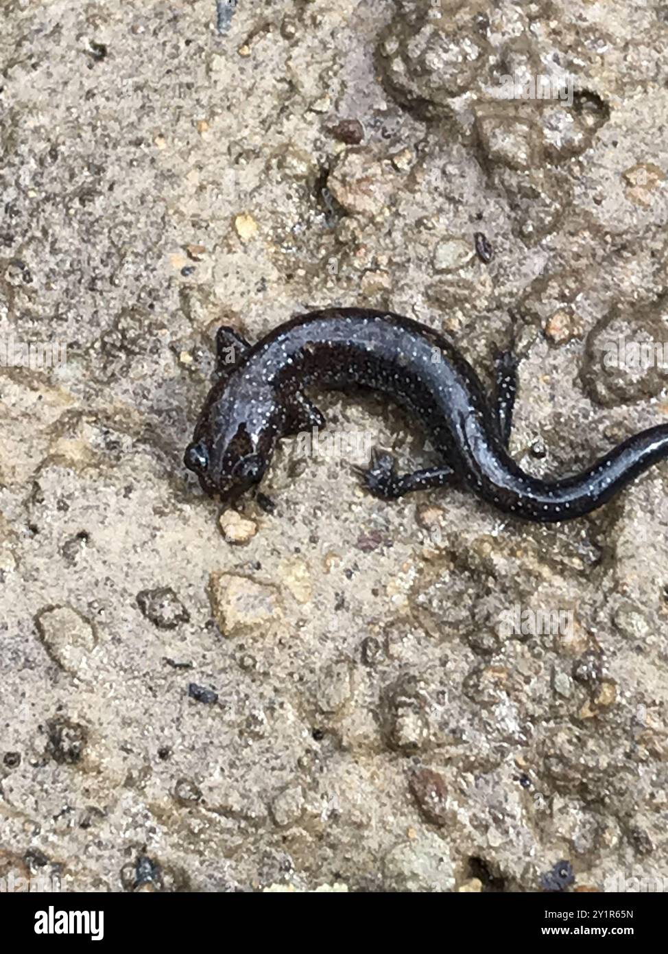 Woodland Salamanders (Plethodon) Amphibia Stock Photo - Alamy