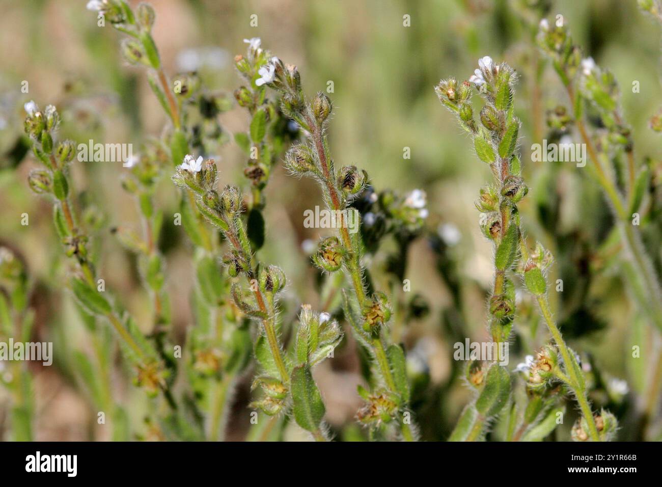 crowned stickseed (Lappula occidentalis cupulata) Plantae Stock Photo ...