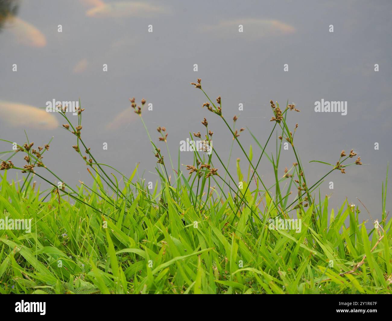 Fringe Rush (Fimbristylis) Plantae Stock Photo - Alamy