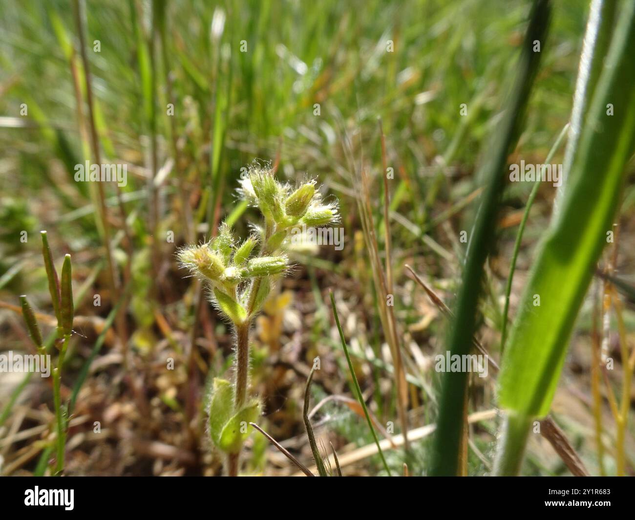 Sticky mouse-ear chickweed (Cerastium glomeratum) Plantae Stock Photo ...