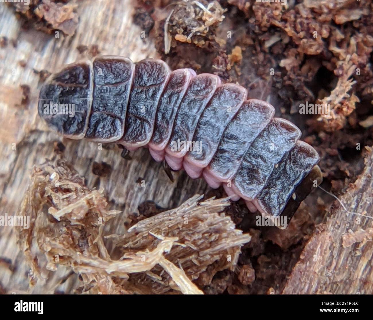 typical fireflies (Lampyrinae) Insecta Stock Photo - Alamy
