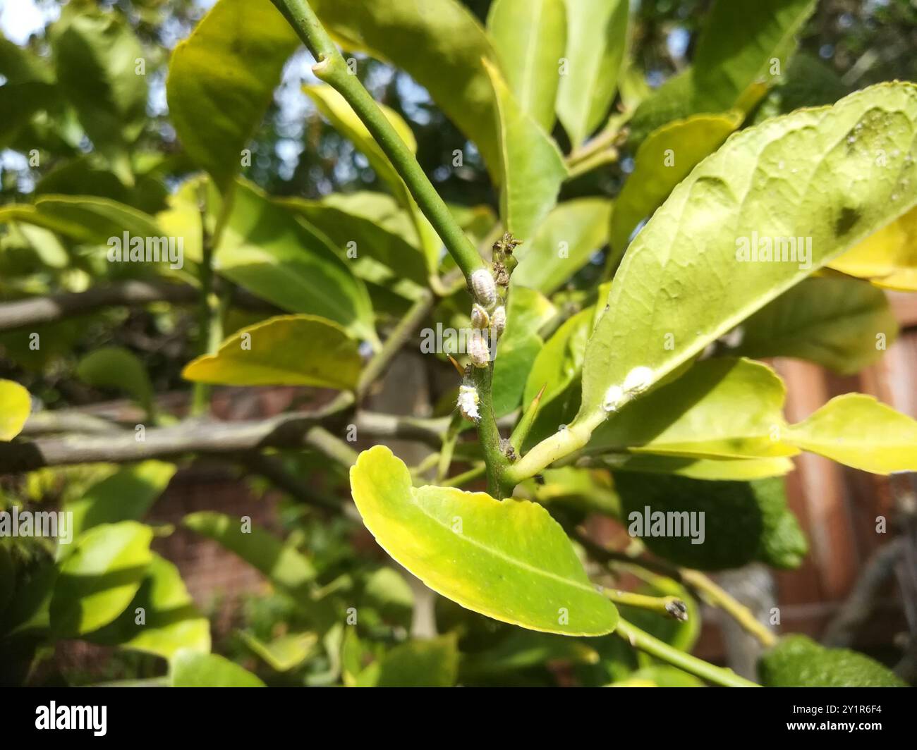 Seychelles Scale (Icerya seychellarum) Insecta Stock Photo - Alamy