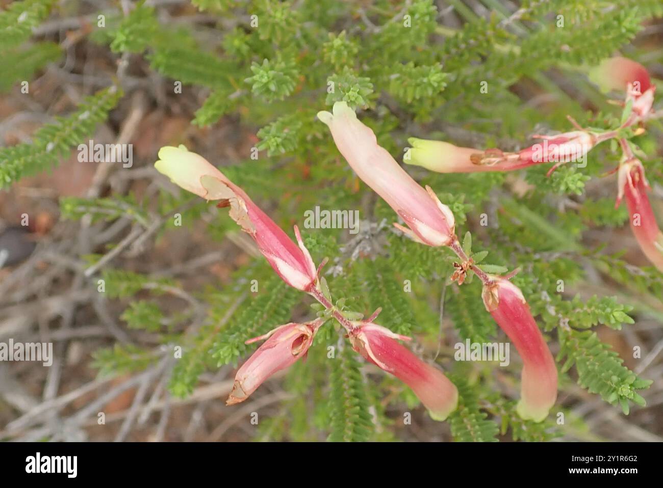 Twotone Heath (Erica versicolor) Plantae Stock Photo - Alamy