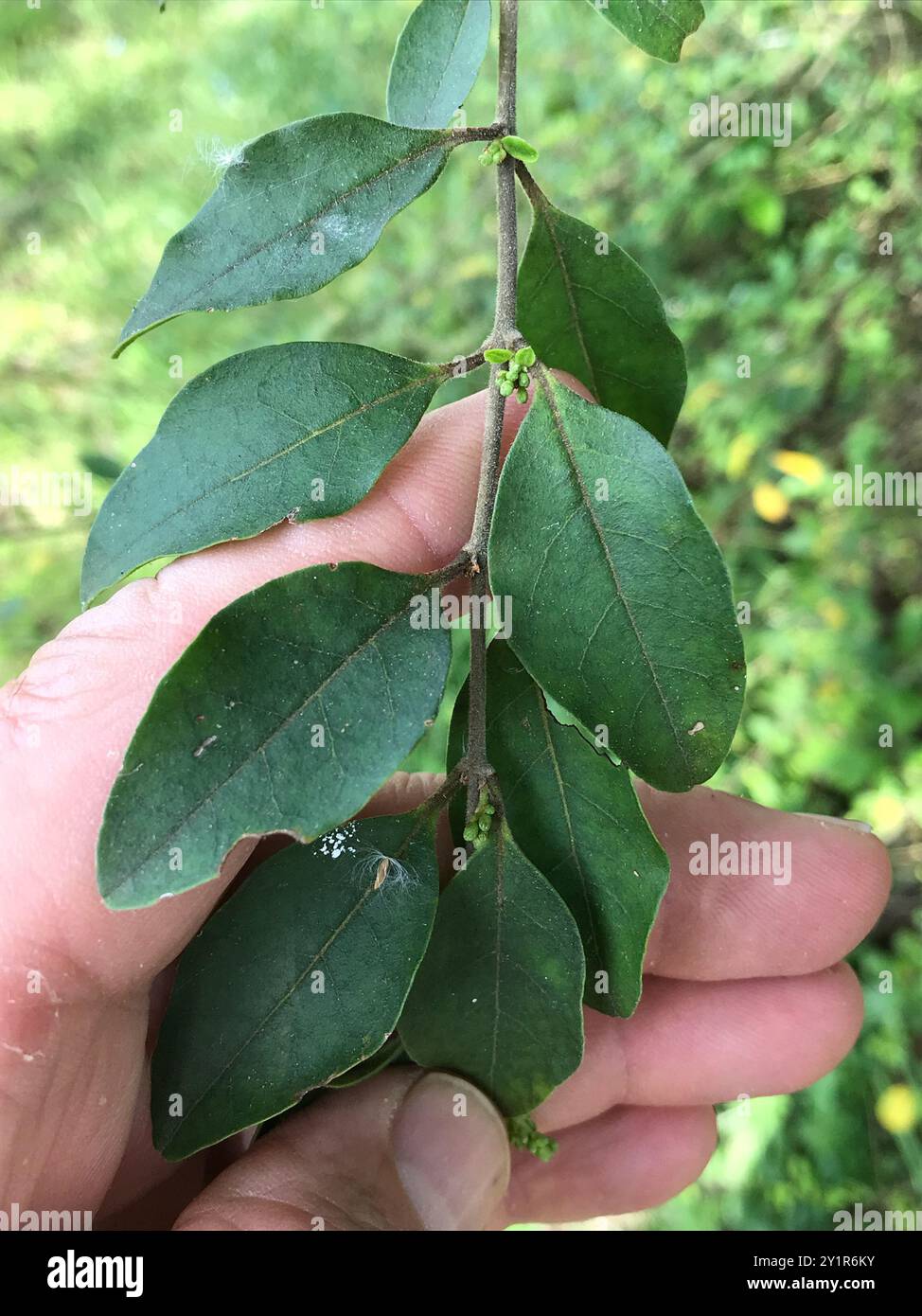 Chinese privet (Ligustrum sinense) Plantae Stock Photo - Alamy